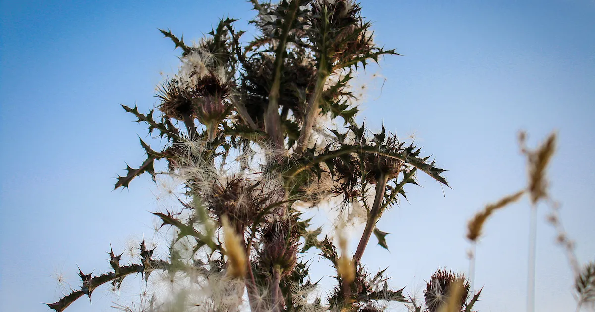 Weed Warriors Needed in the Capital Region | American Battlefield Trust