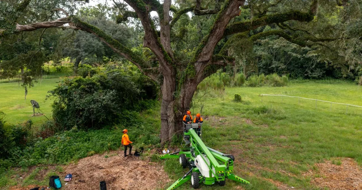 Victory at Eutaw Springs! Witness Tree to the Revolution Standing ...