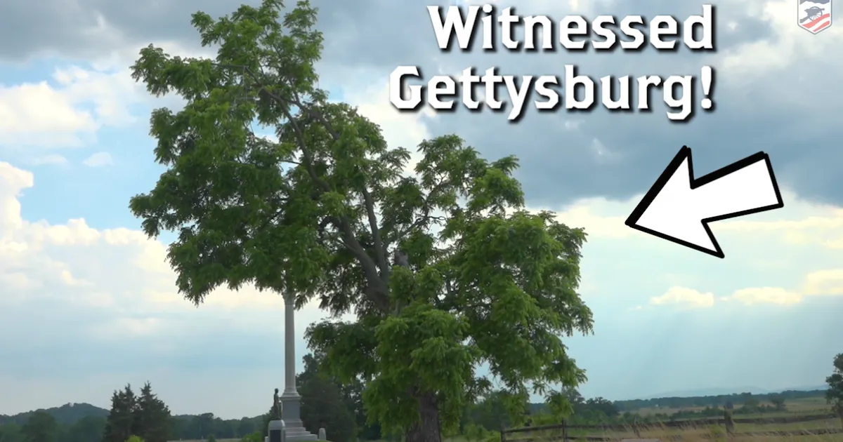 A Tree that Witnessed Gettysburg: Cemetery Ridge | American Battlefield ...