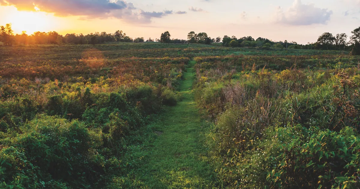 Battlefields Mean Ecosystems | American Battlefield Trust