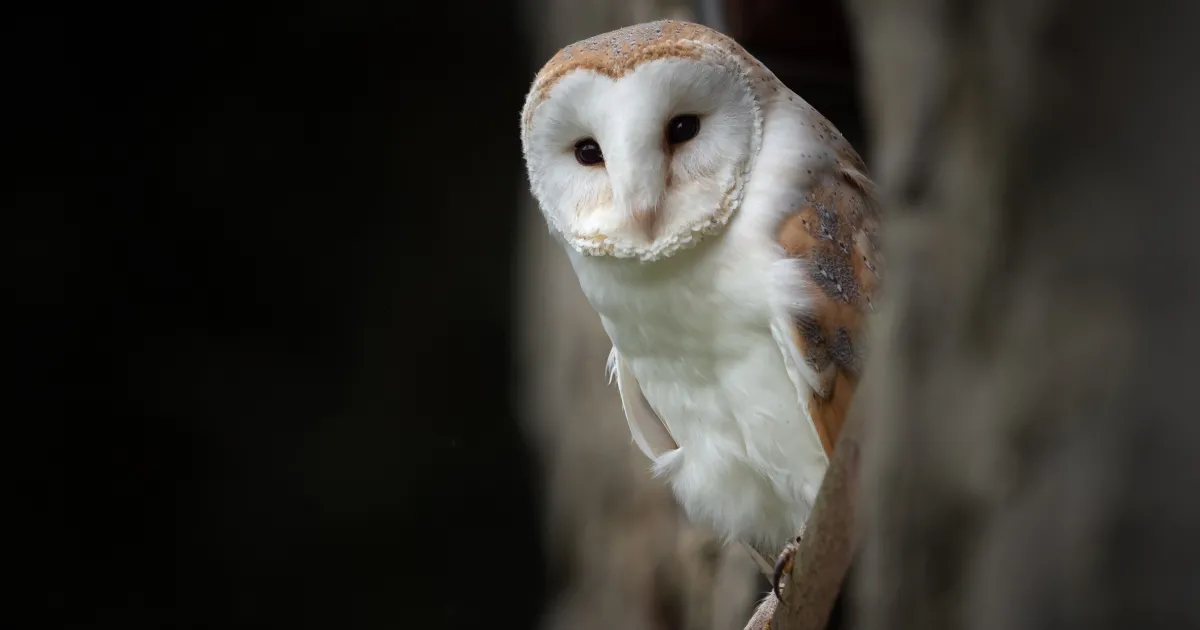 The Season of Spooky Creatures | American Battlefield Trust