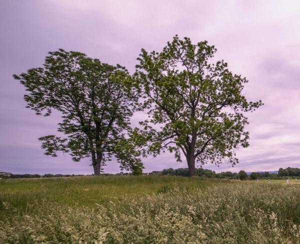 Antietam Battle Facts And Summary American Battlefield Trust
