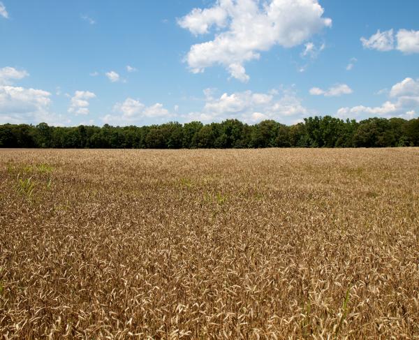 Glendale Battle Facts and Summary | American Battlefield Trust