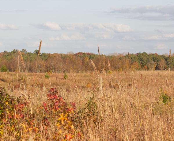 The Battle of Shiloh | American Battlefield Trust