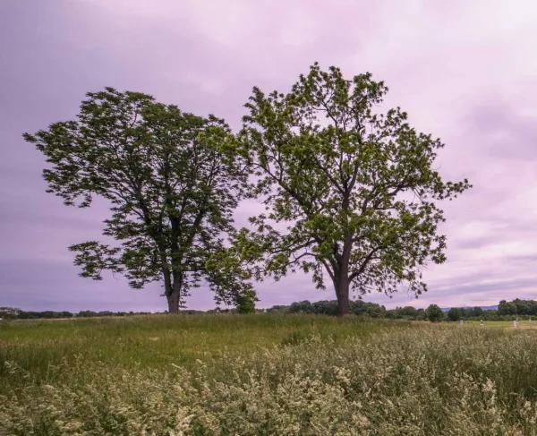 Antietam Battle Facts And Summary American Battlefield Trust